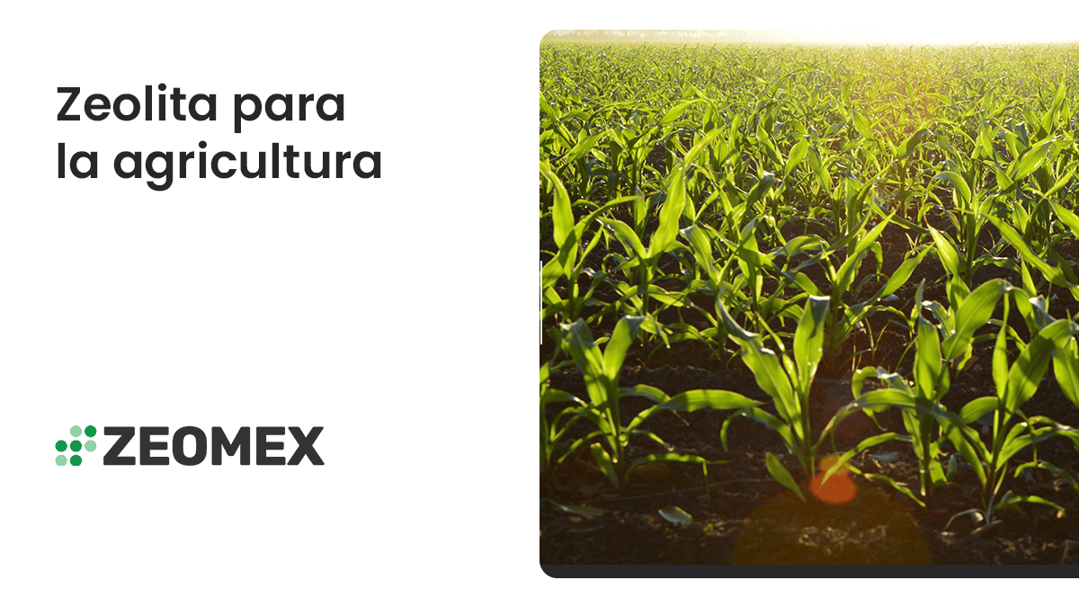 Zeolita para Agricultura | Zeomex